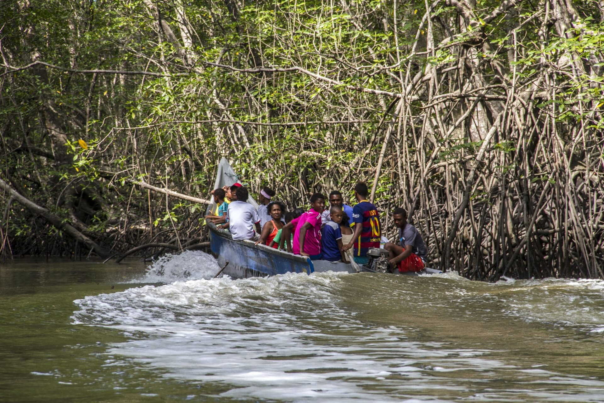 Mira hacia arriba y verás (los manglares más altos del mundo) ⋆ 📌 ...
