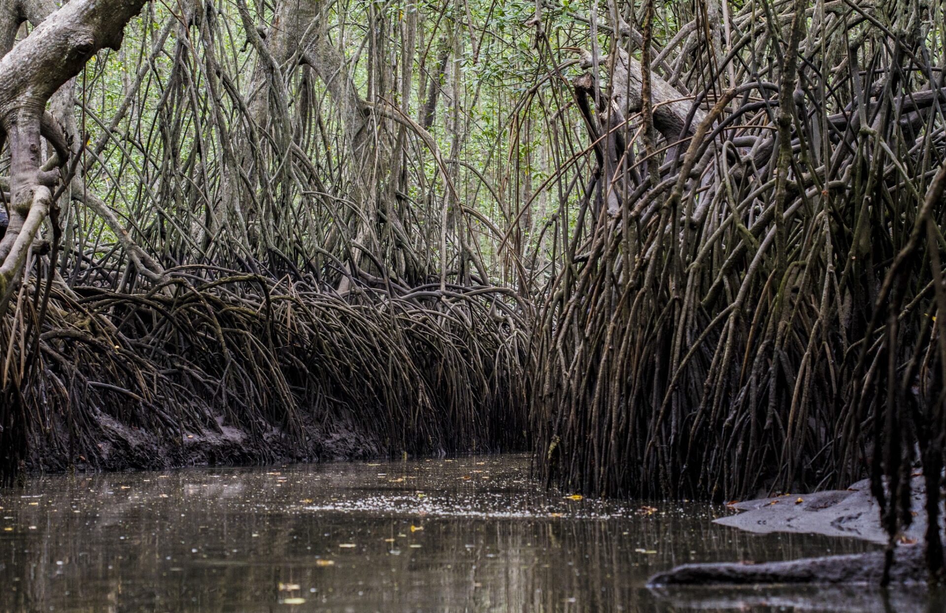 Canchimalero fuera de fechas, Majagual y Cayapas Mataje ⋆ 📌 Chinchetas ...
