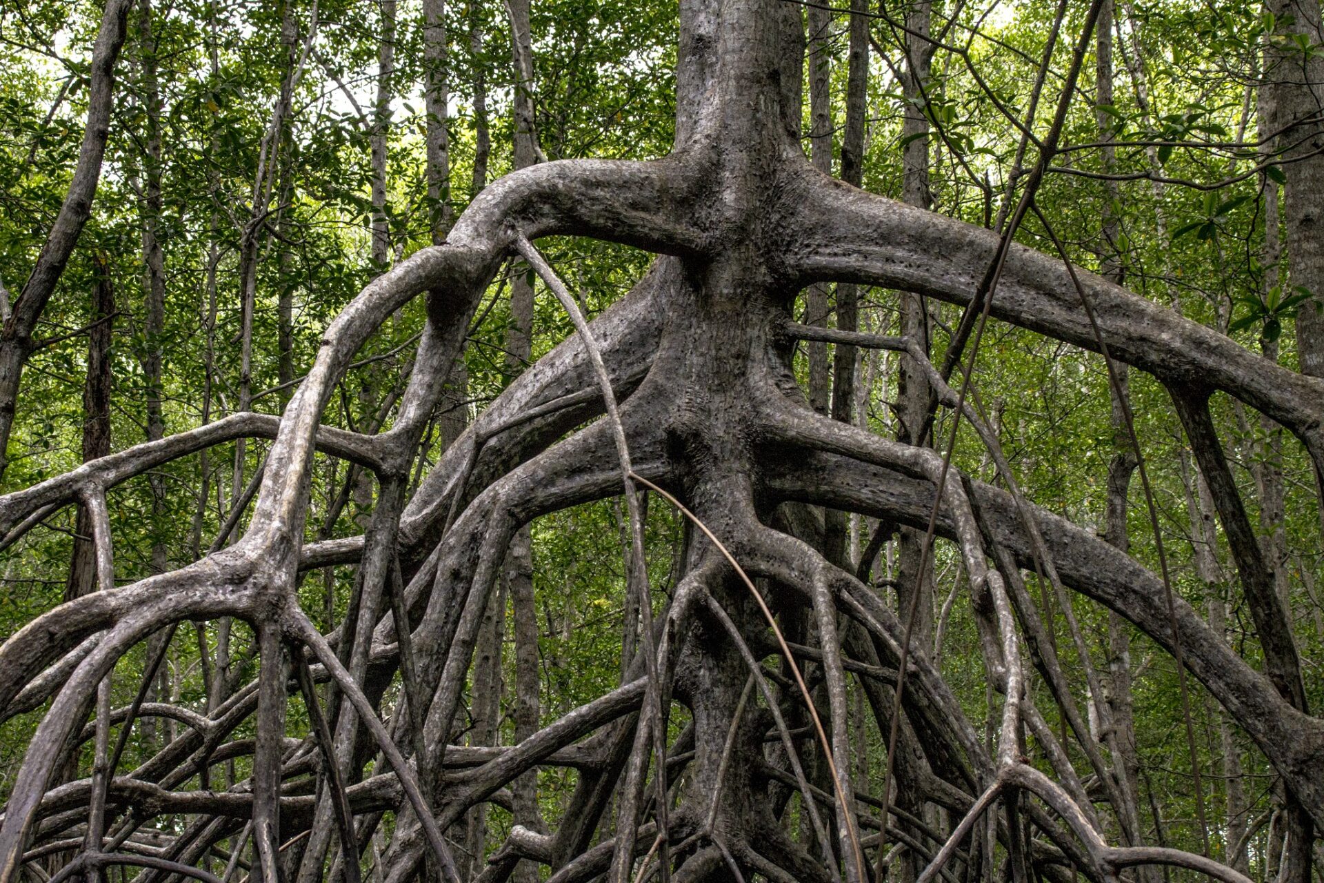 Canchimalero fuera de fechas, Majagual y Cayapas Mataje ⋆ 📌 Chinchetas ...